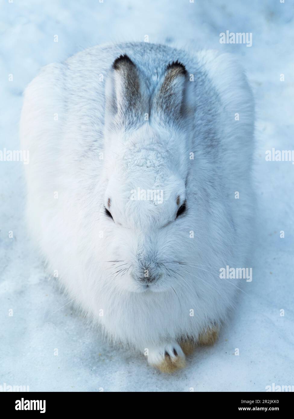 Mountain hare in winter (Lepus timidus), Europe, zoo Stock Photo - Alamy