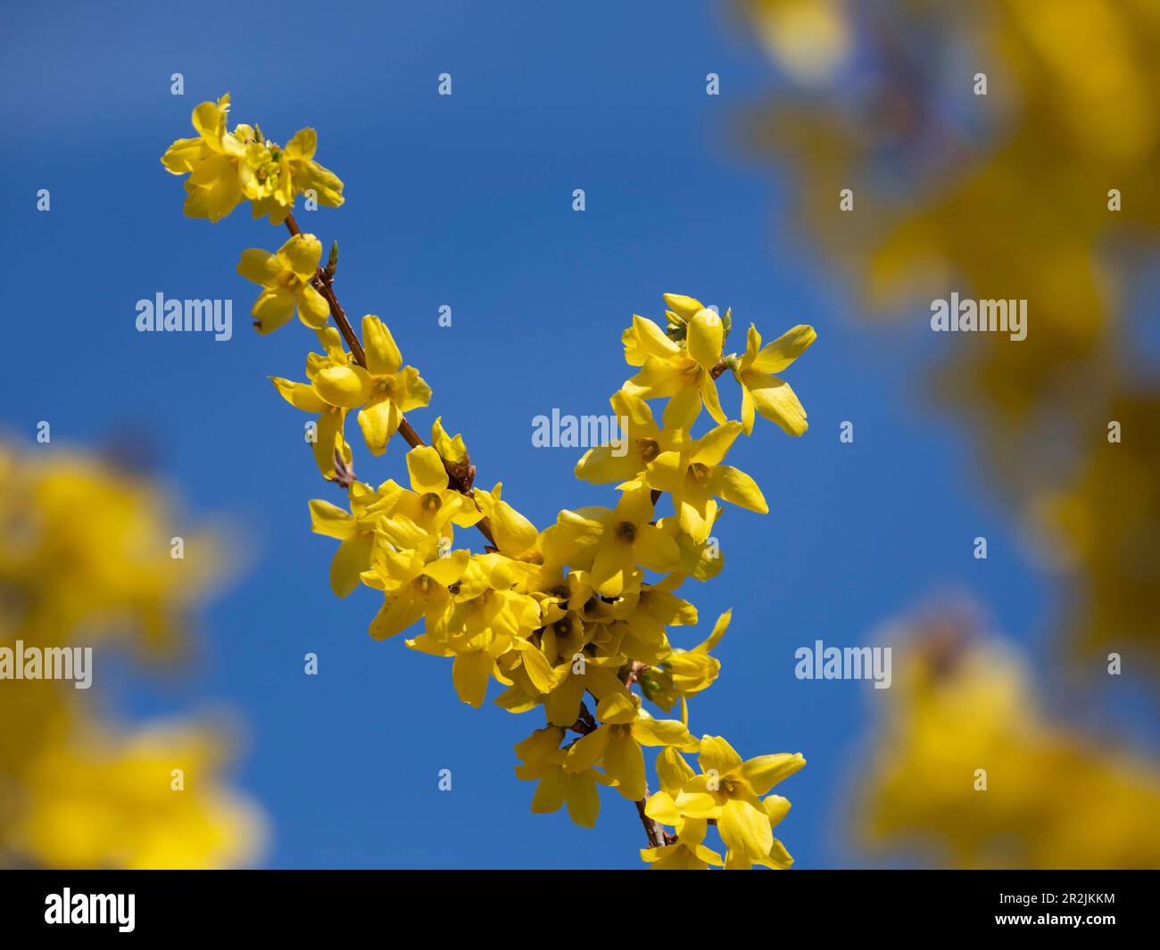 Forsythia flowering (Forsythia sp.), spring, garden, Germany Stock ...
