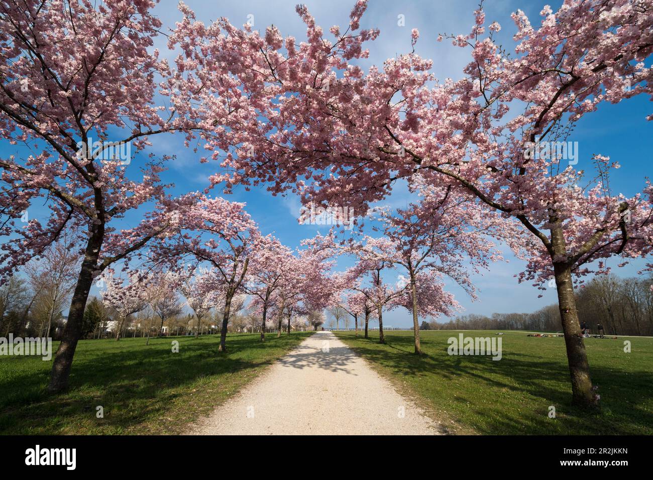 Parkland, path lined with ornamental cherries (Prunus sp.), Laupheim ...