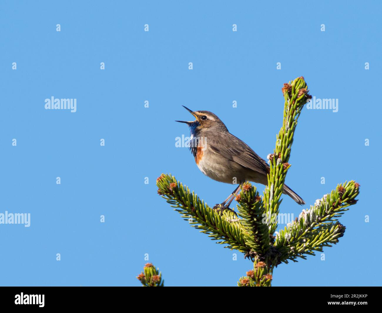 White-spotted Bluethroat singing, male (Luscinia svecica), Upper ...