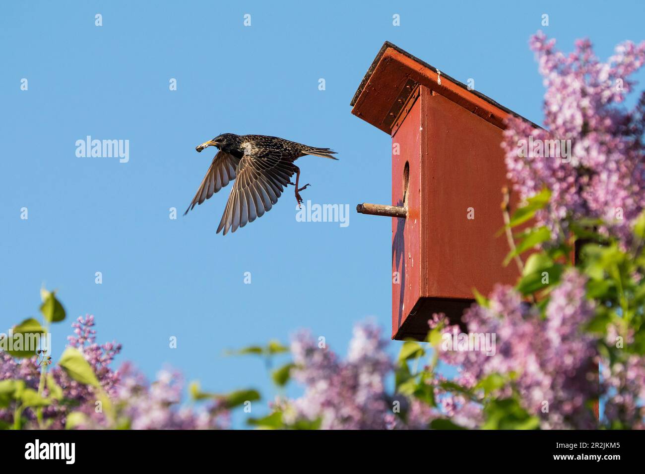 Fauna feces hi-res stock photography and images - Alamy