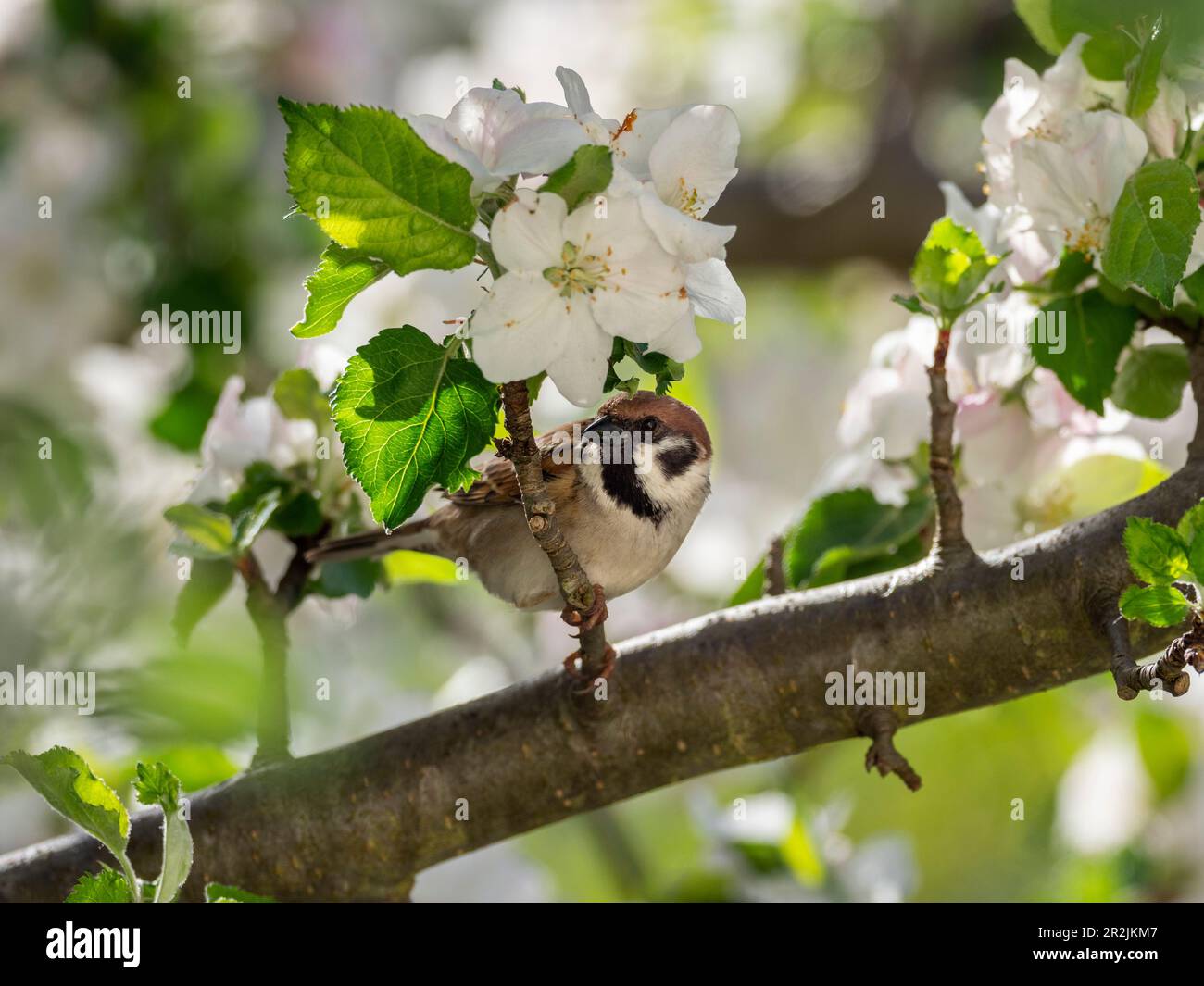 Tree sparrow in apple tree (Passer montanus), Bavaria, Germany Stock ...