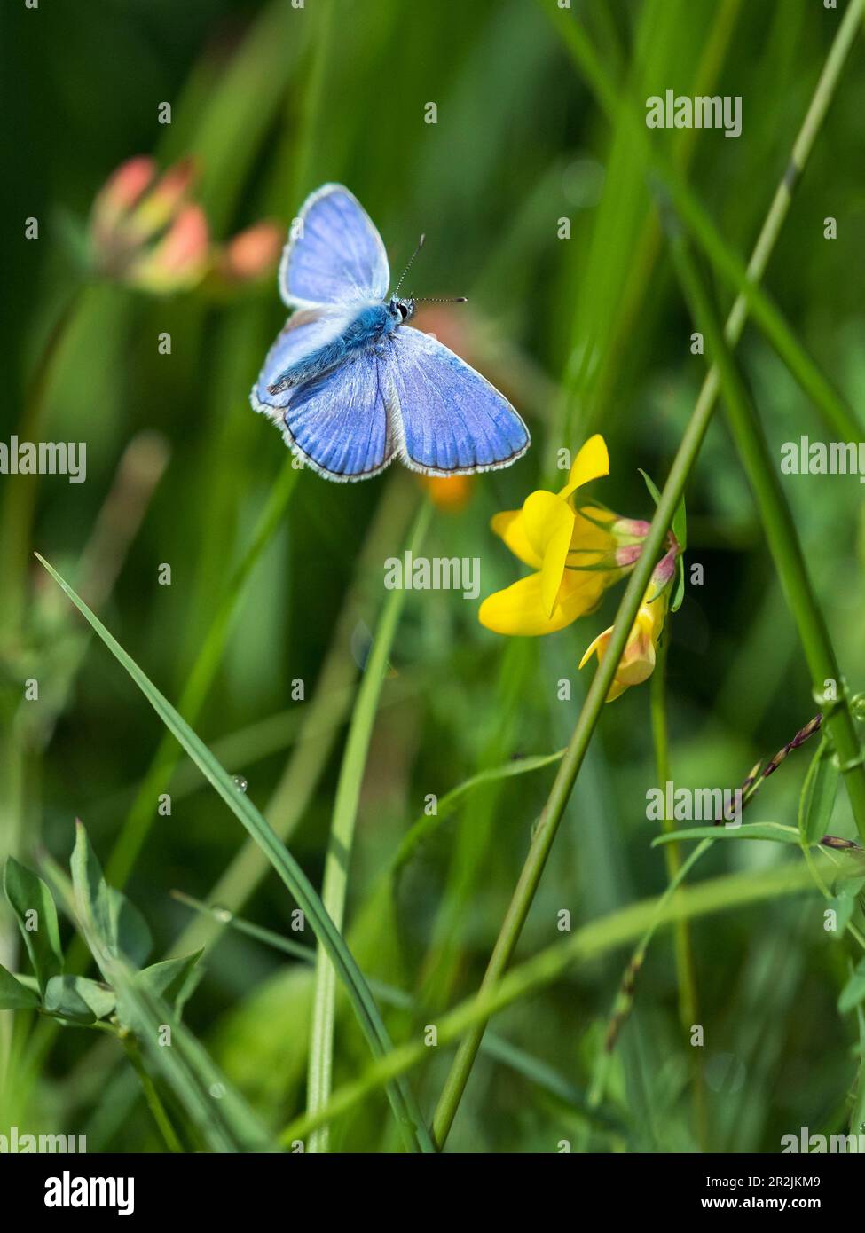 Common blue, male in flight, Polyommatus icarus, Upper Bavaria, Germany ...