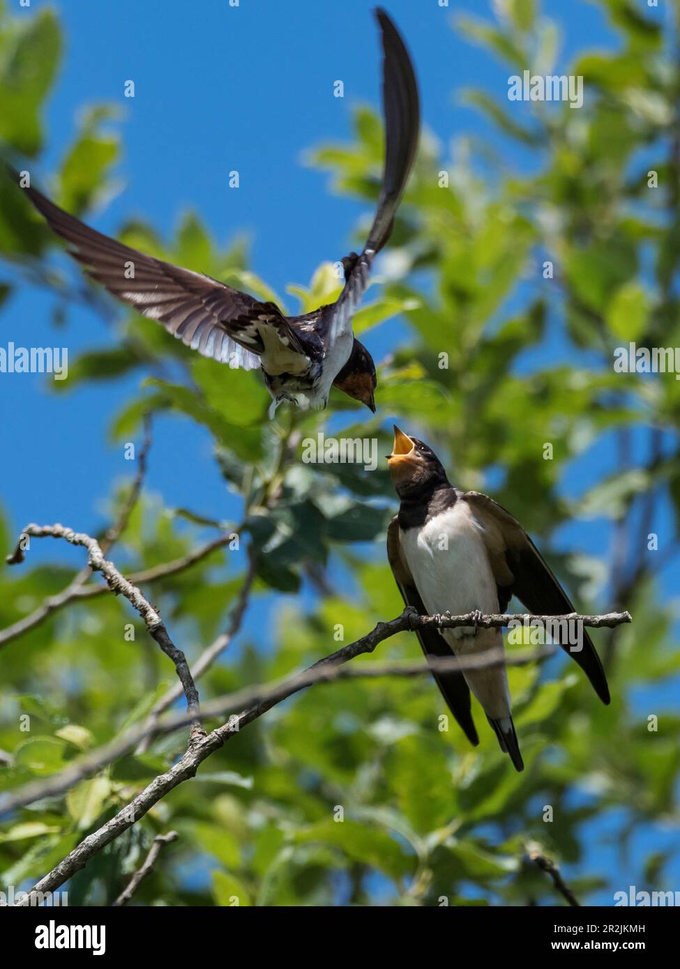 Barn swallow feeding young (Hirundo rustica), Germany, Europe Stock ...