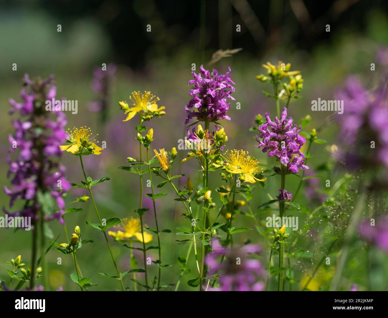 Medicinal plant betonica officinalis hi-res stock photography and ...