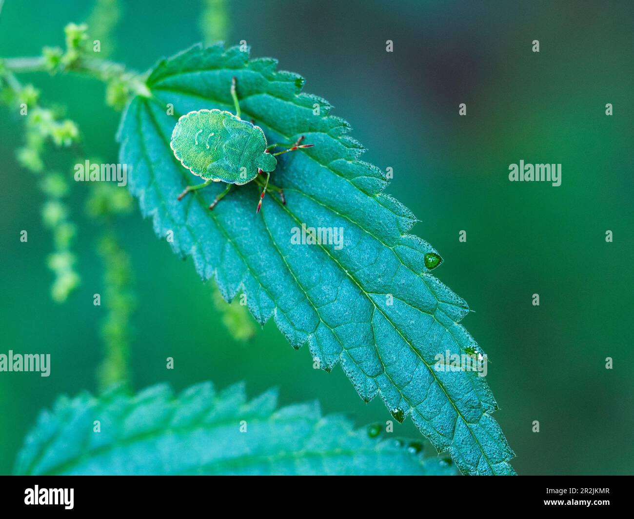 Green stink bug (Palomena prasina), nymph on nettle leaf, Bavaria ...