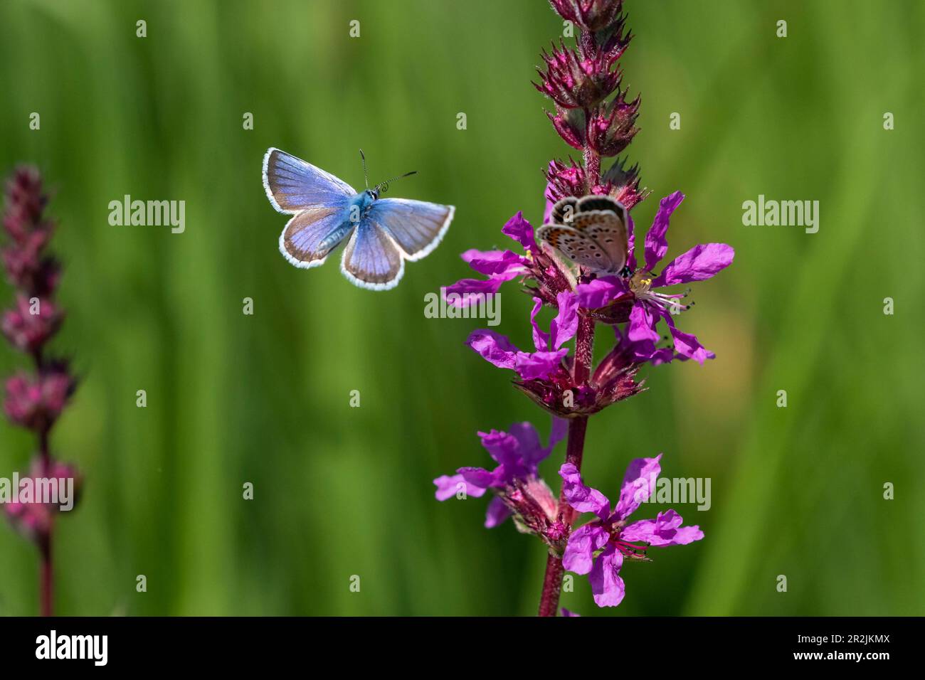 Argus blue on purple loosestrife, Plebejus argus (Lythrum salicaria ...