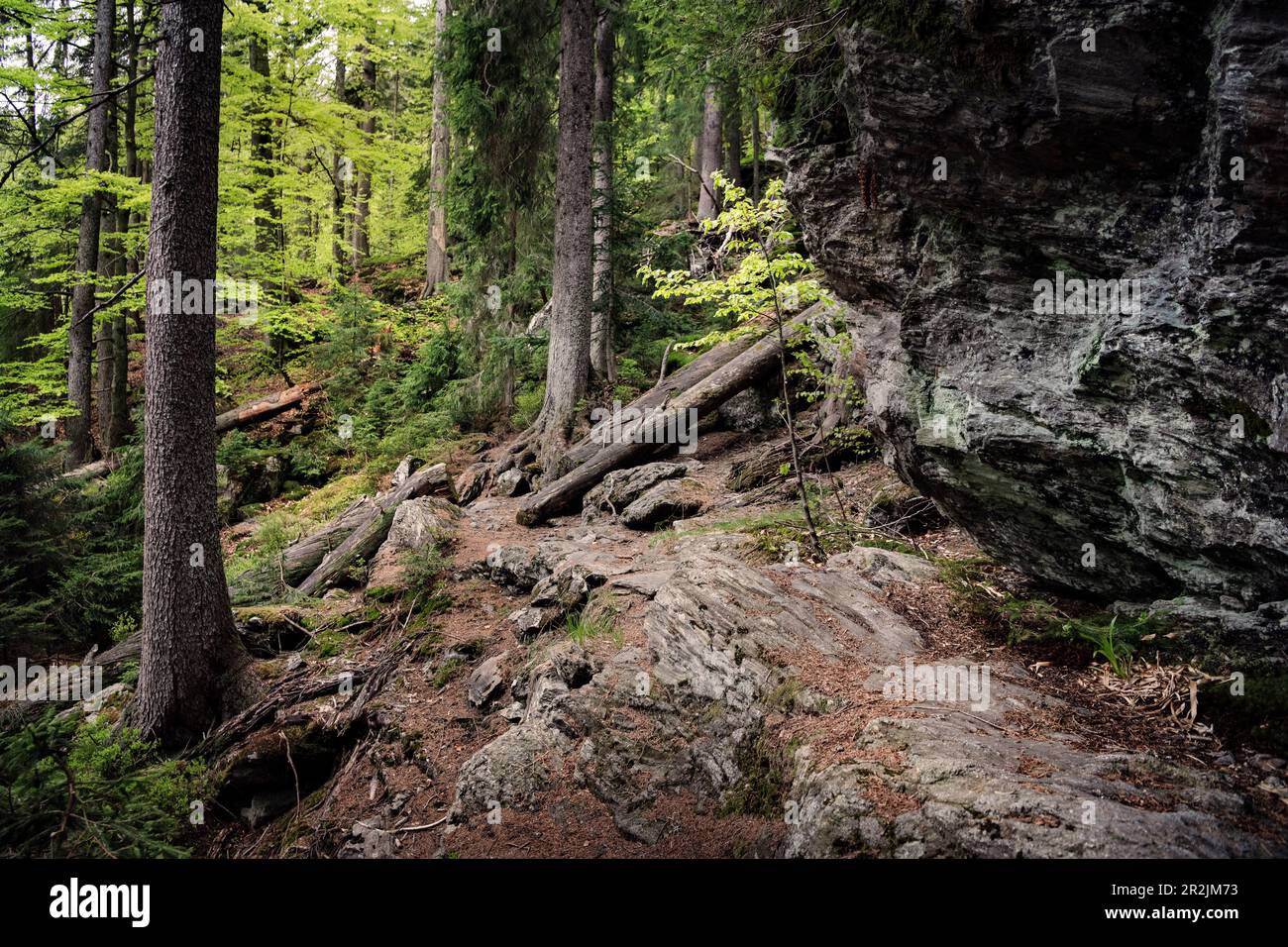 Primeval forest area "Höllbachgspreng" (wooded rock massif below the ...