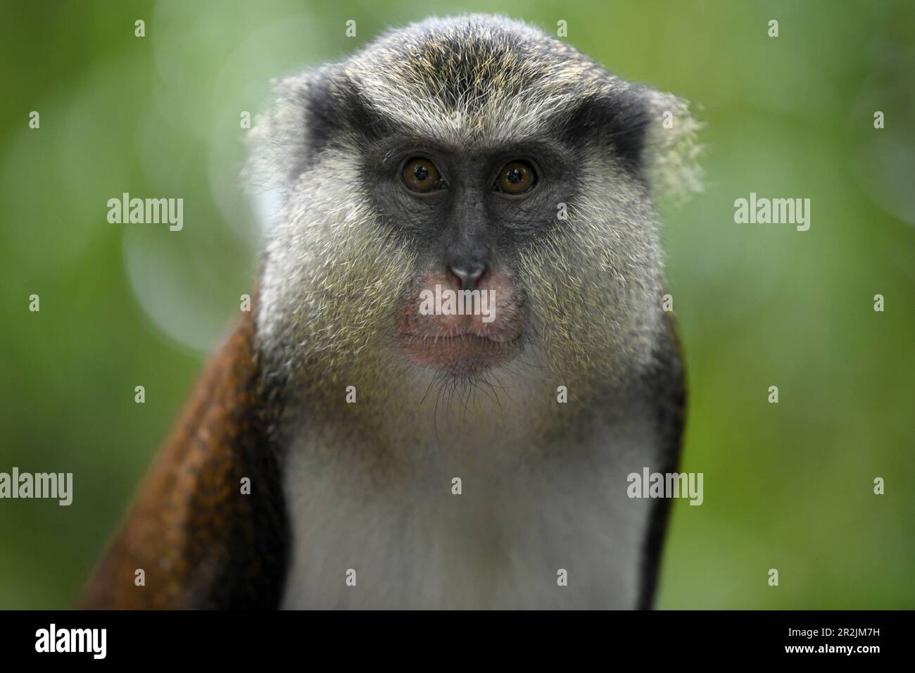 Mona monkey (Cercopithecus mona) on tree at Grand Etang Lake, near ...