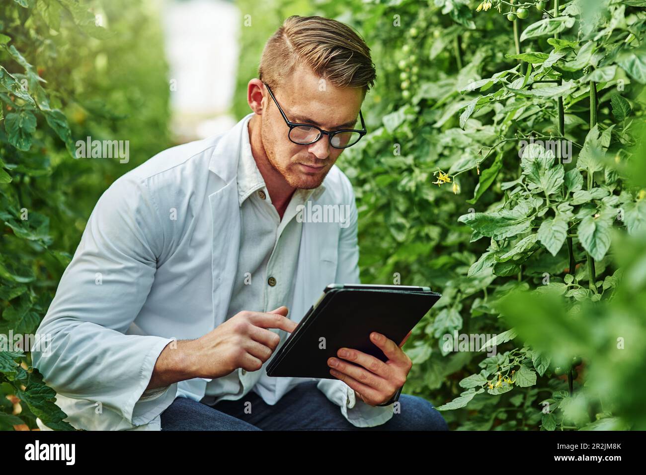 Scientist, plants and tablet for research on a farm or ecology for ...