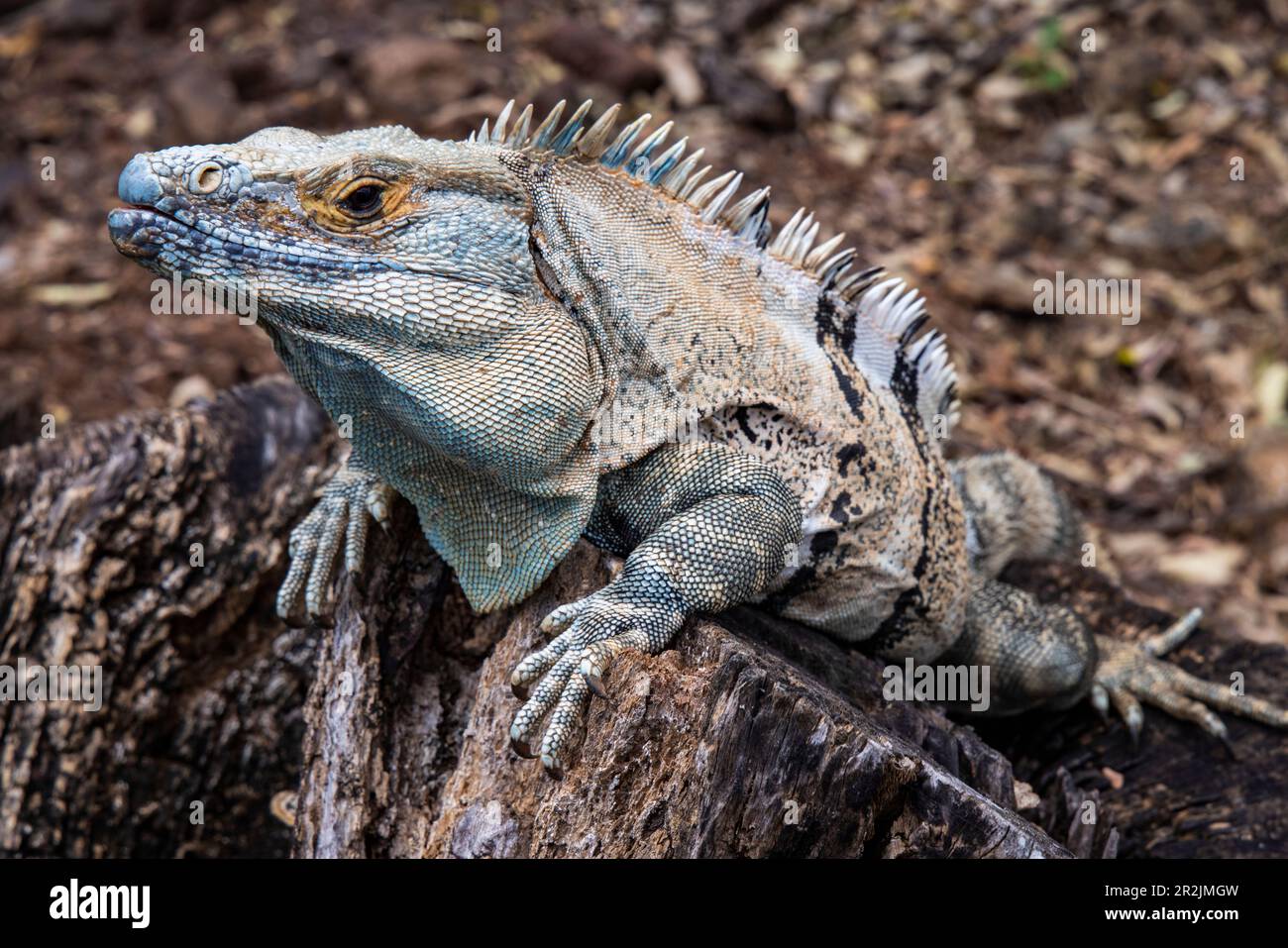 Closeup shot of a Spinytail Iguana (Ctenosaura) on a tree stump, Playa ...