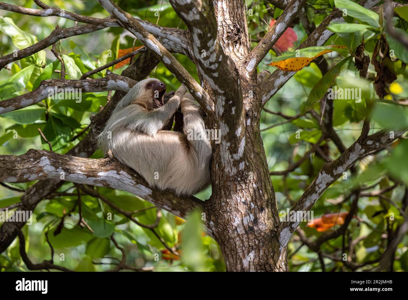 A sloth yawns after waking up from its nap in a tree, Quepos ...