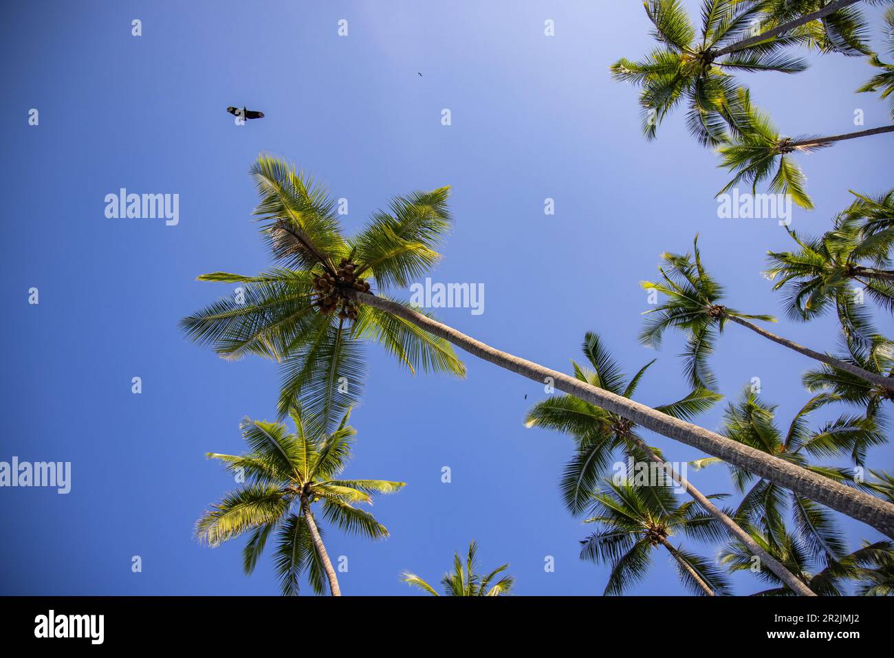 Looking up at coconut trees with bird passing by, Isla Tortuga ...