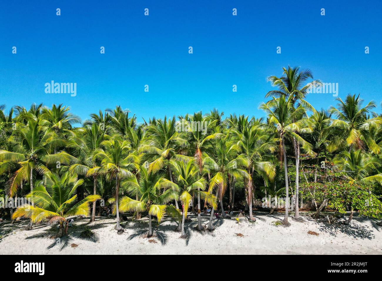 Parida hi-res stock photography and images - Alamy