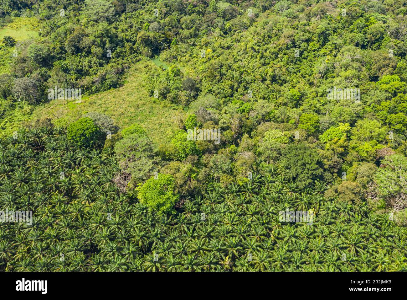 Aerial view of coconut palm plantation and lush landscape, near ...