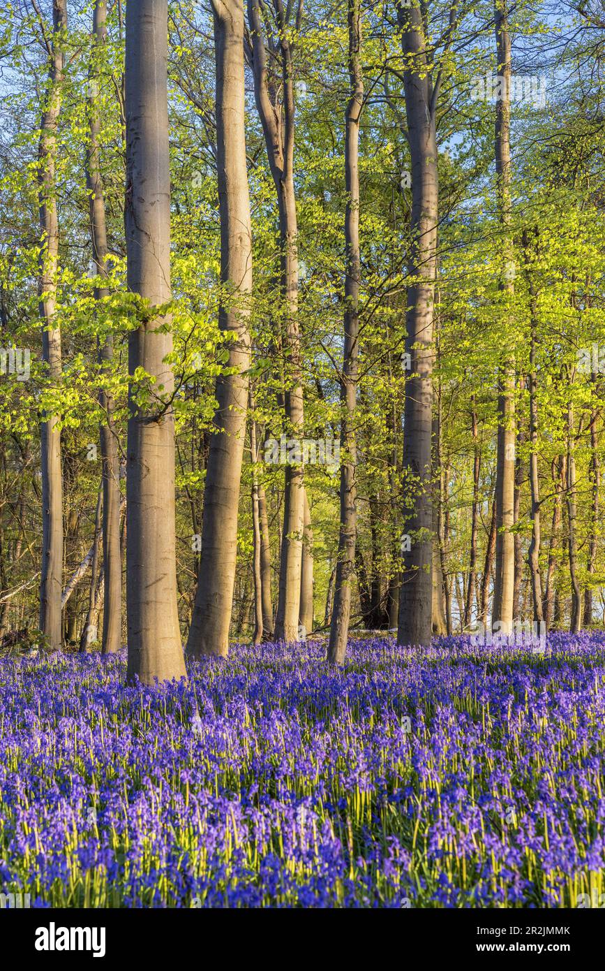 Bluebells in the forest, Hückelhoven, North Rhine-Westphalia, Germany ...