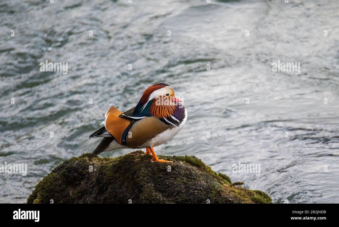 Mandarin duck (Aix galericulata), male, Neozoa from East Asia breeding ...