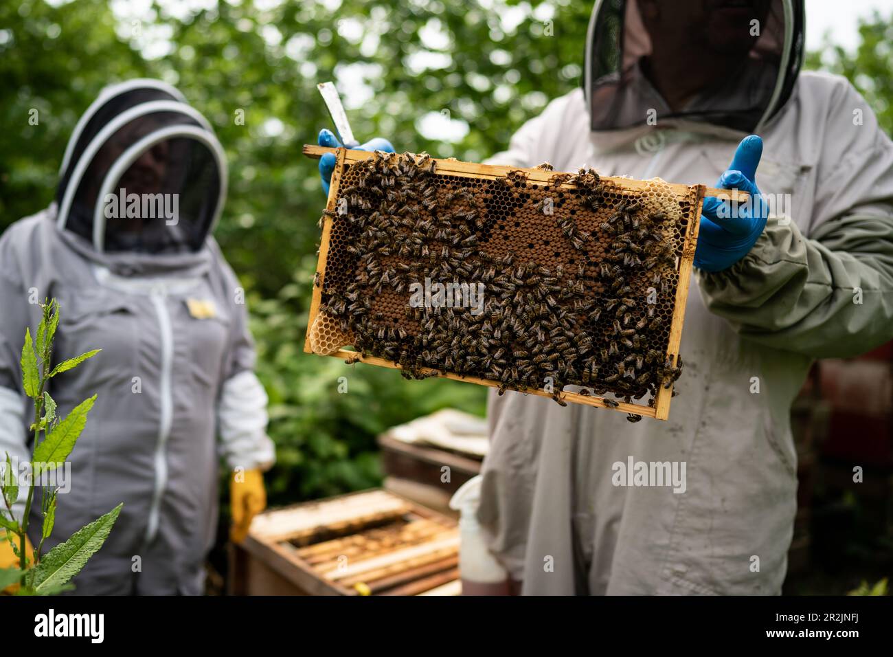 Royal beekeepers John House and Caroline Geheran handle a frame from ...
