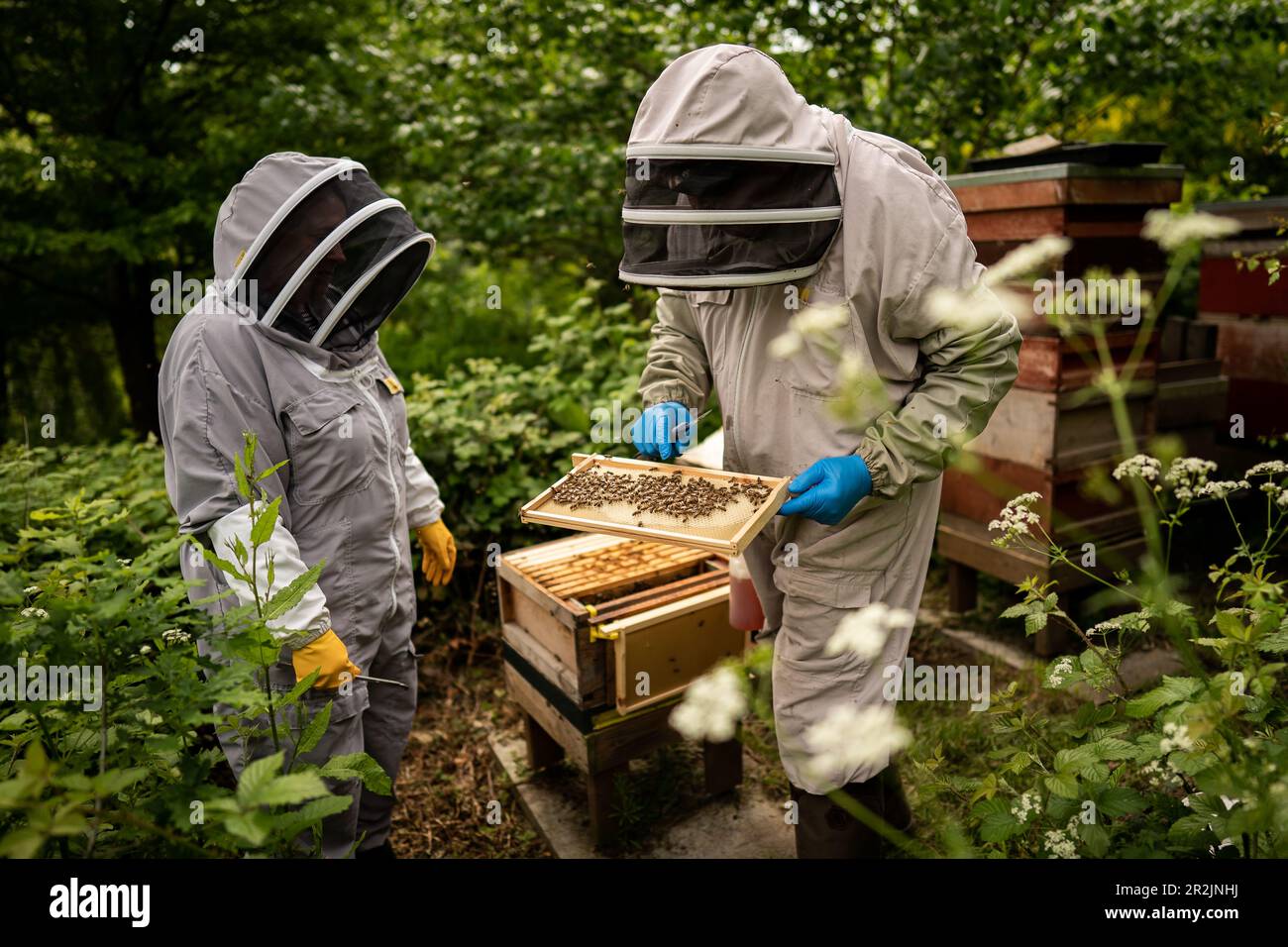 Royal beekeepers John House and Caroline Geheran handle a frame from ...