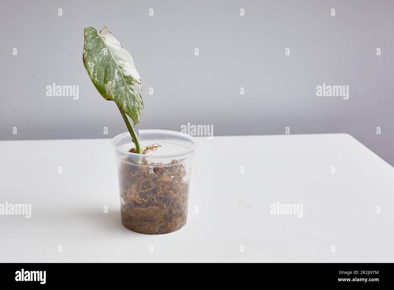The sprout leaf of the monstera variegata alba takes root in a jar with ...