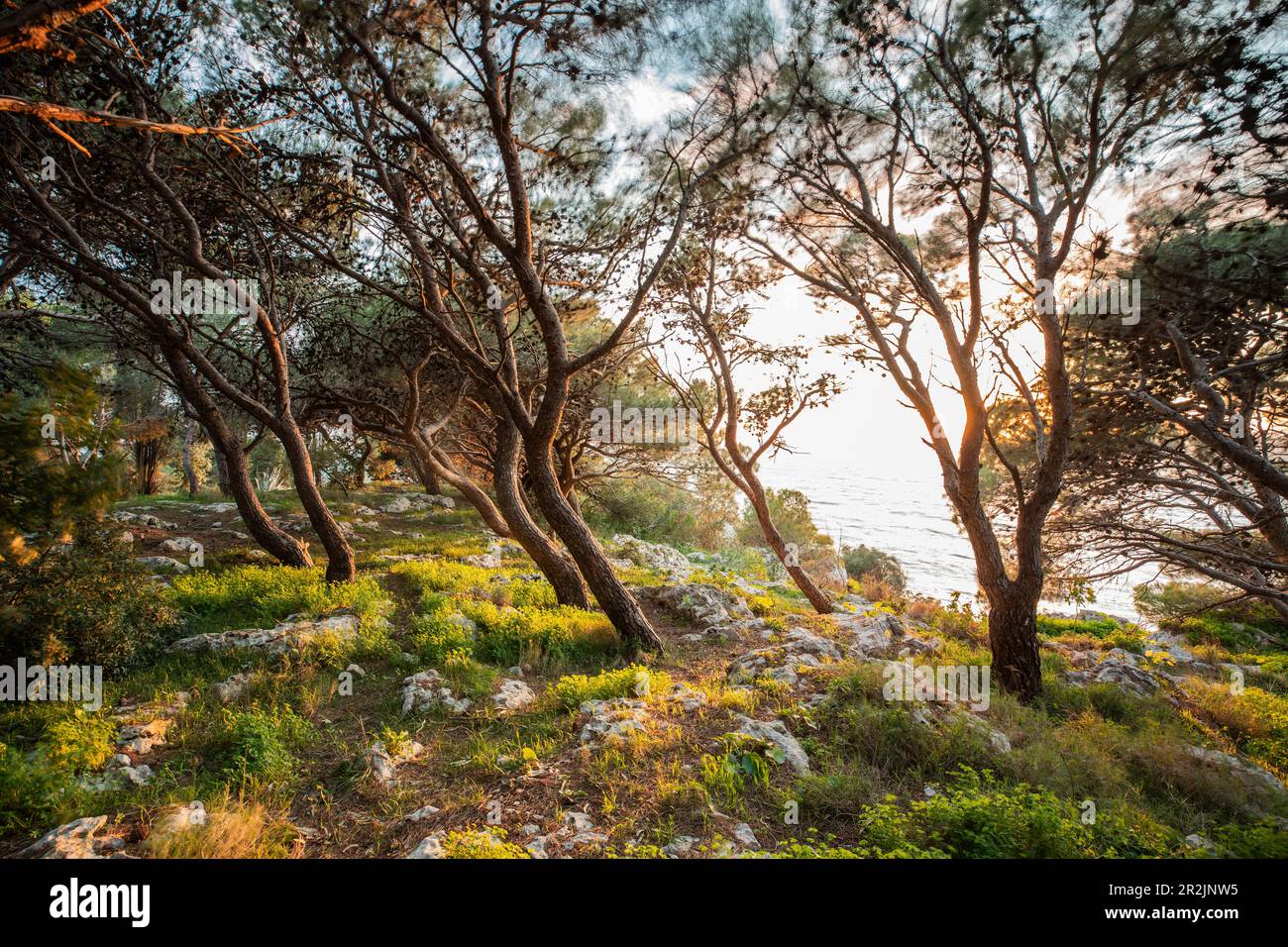 Landscape at Torre dell'Alto Lido, Gallipoli, Apulia, Pulgia, Italy ...