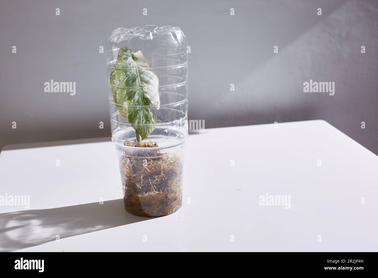 The sprout leaf of the monstera variegata alba takes root in a jar with ...