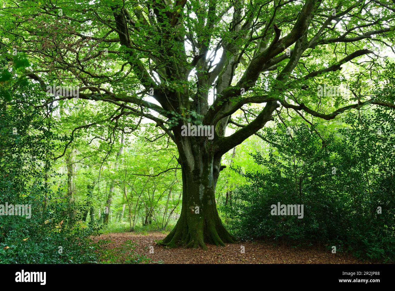Old (circa 220 yrs) beech tree in the forest of St Sauveur le Vicomte ...