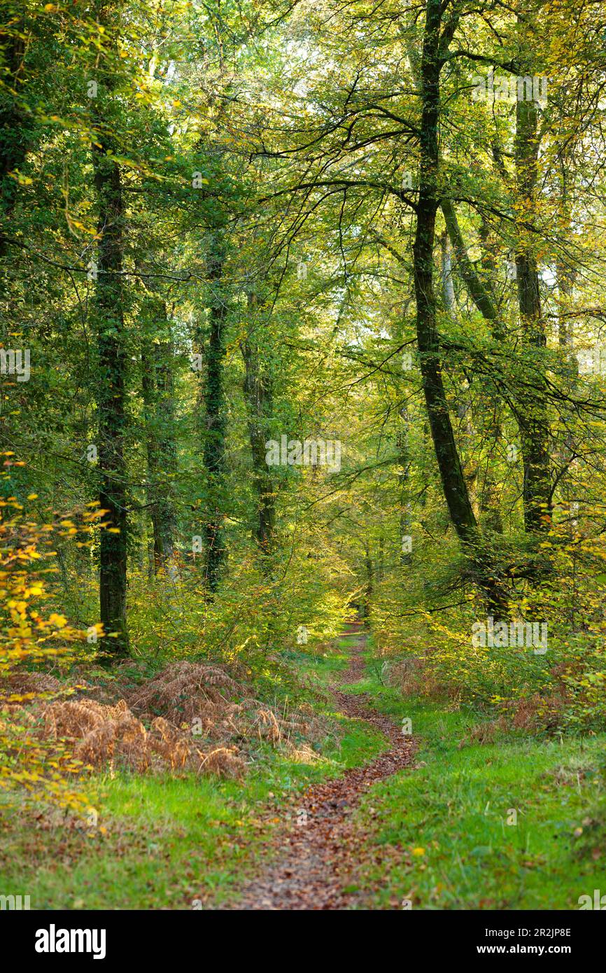 Lonely path through the forest hi-res stock photography and images - Alamy