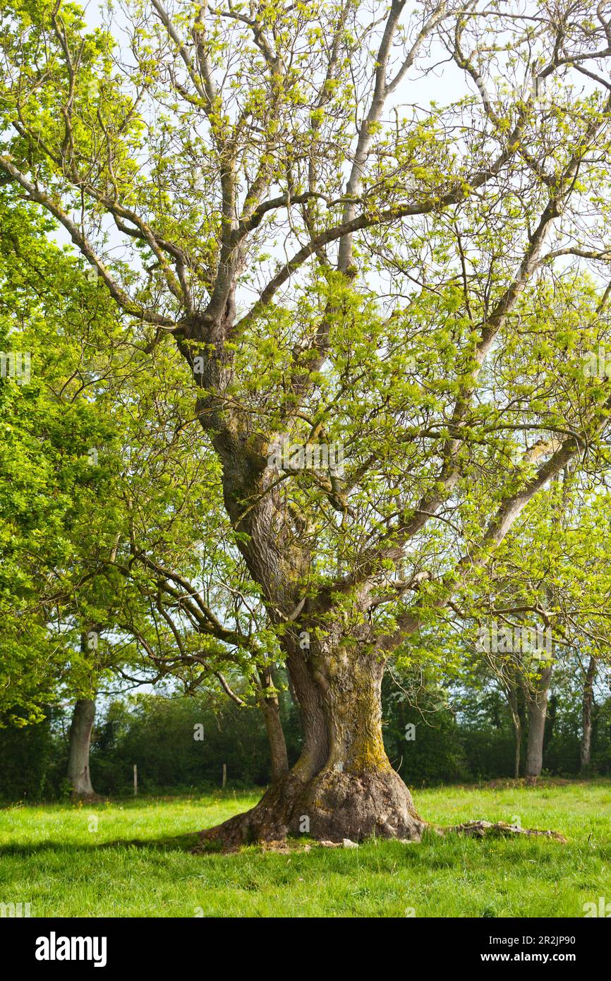 Old ash tree hi-res stock photography and images - Alamy
