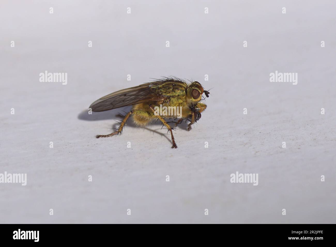 Closeup Yellow dung fly (Scathophaga stercoraria) on a white paper with ...