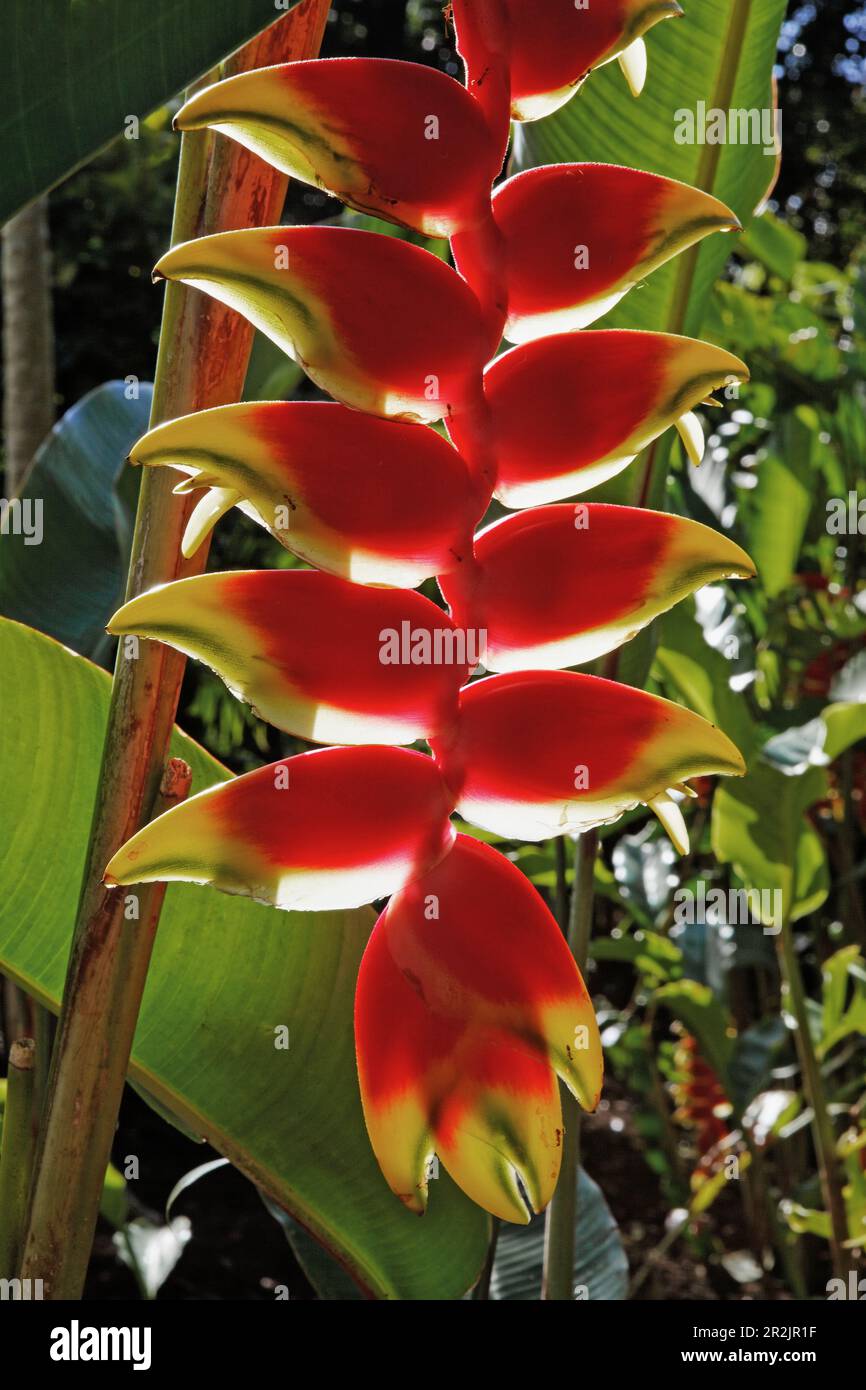 Heliconia, Mauritius, Africa Stock Photo - Alamy