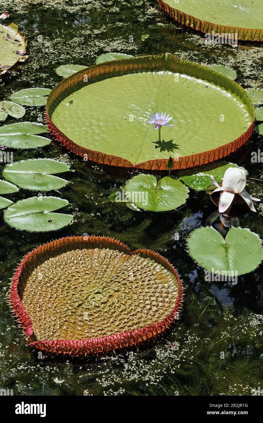 Victoria Regia water lily in the botanical garden of Pamplemousses ...