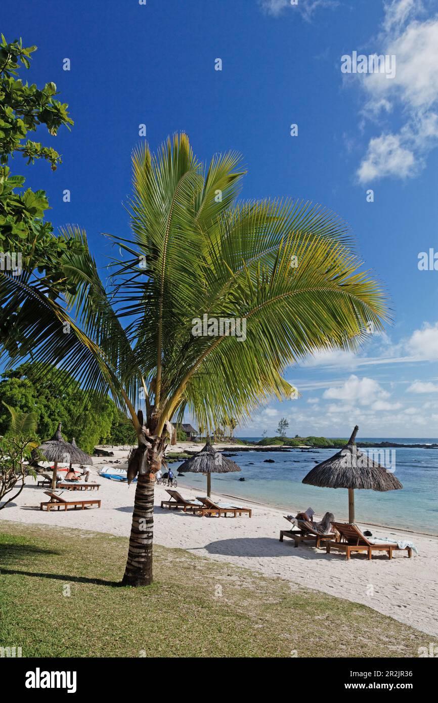 Palm trees on the beach of the Shanti Maurice Resort in the sunlight ...