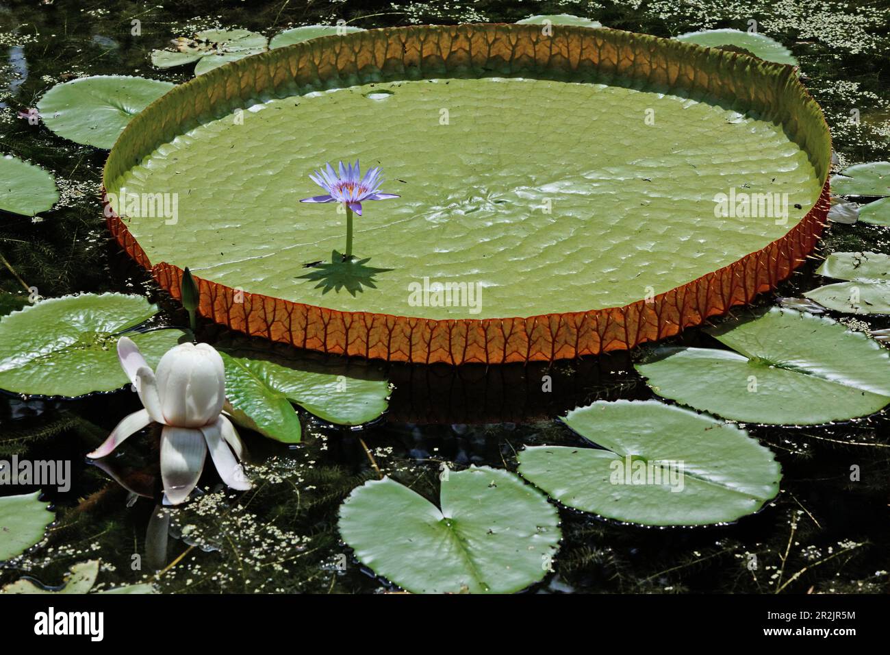Victoria Regia water lily in the botanical garden of Pamplemousses ...