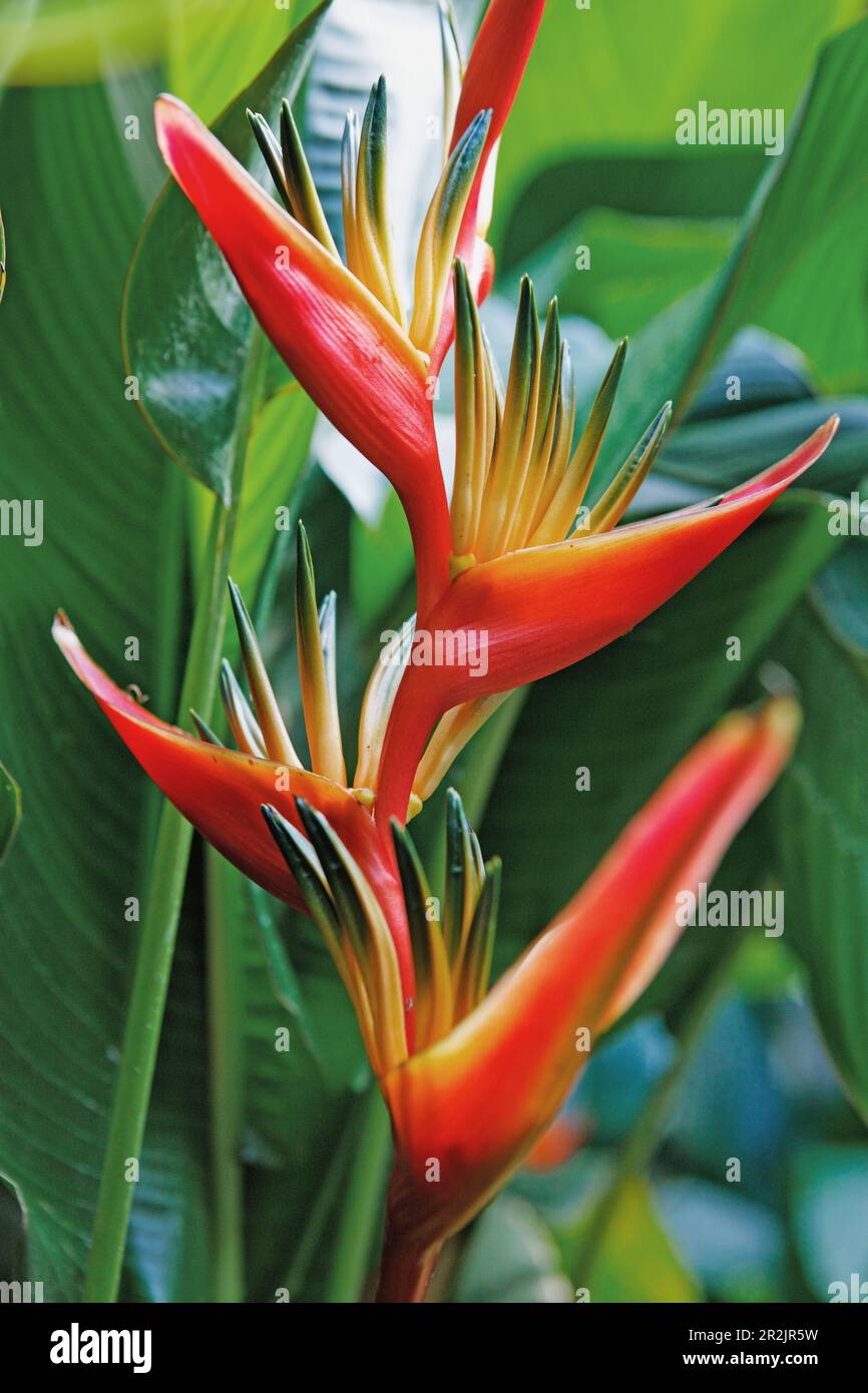 Blossom of a Heliconia, La Reunion, Indian Ocean Stock Photo - Alamy