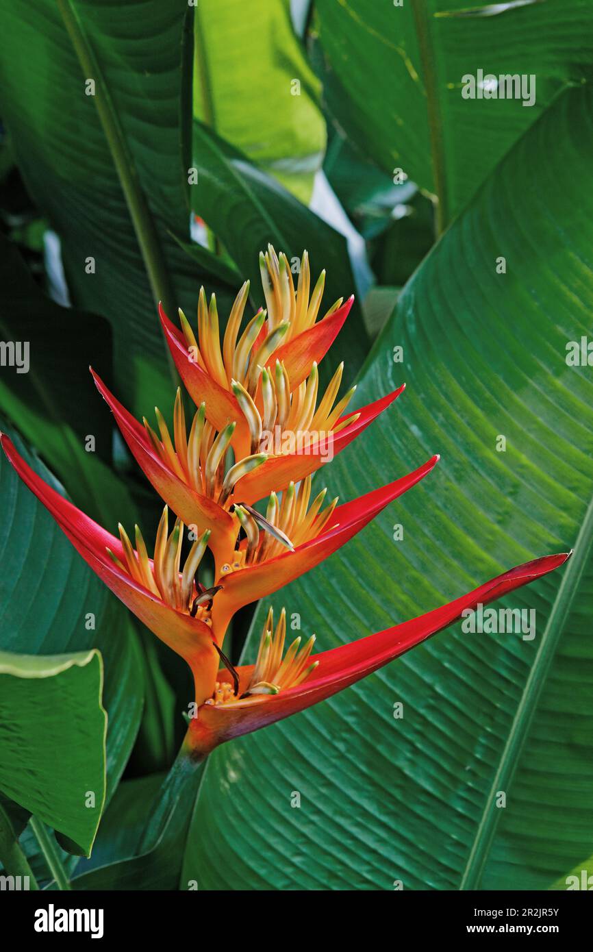 Blossom of a Heliconia, La Reunion, Indian Ocean Stock Photo - Alamy