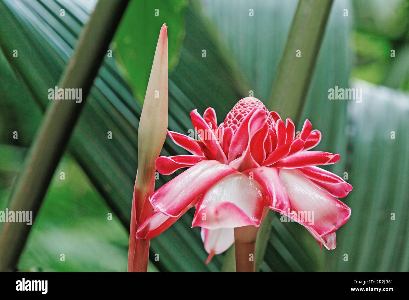 Blossom of torch ginger, La Reunion, Indian Ocean Stock Photo - Alamy