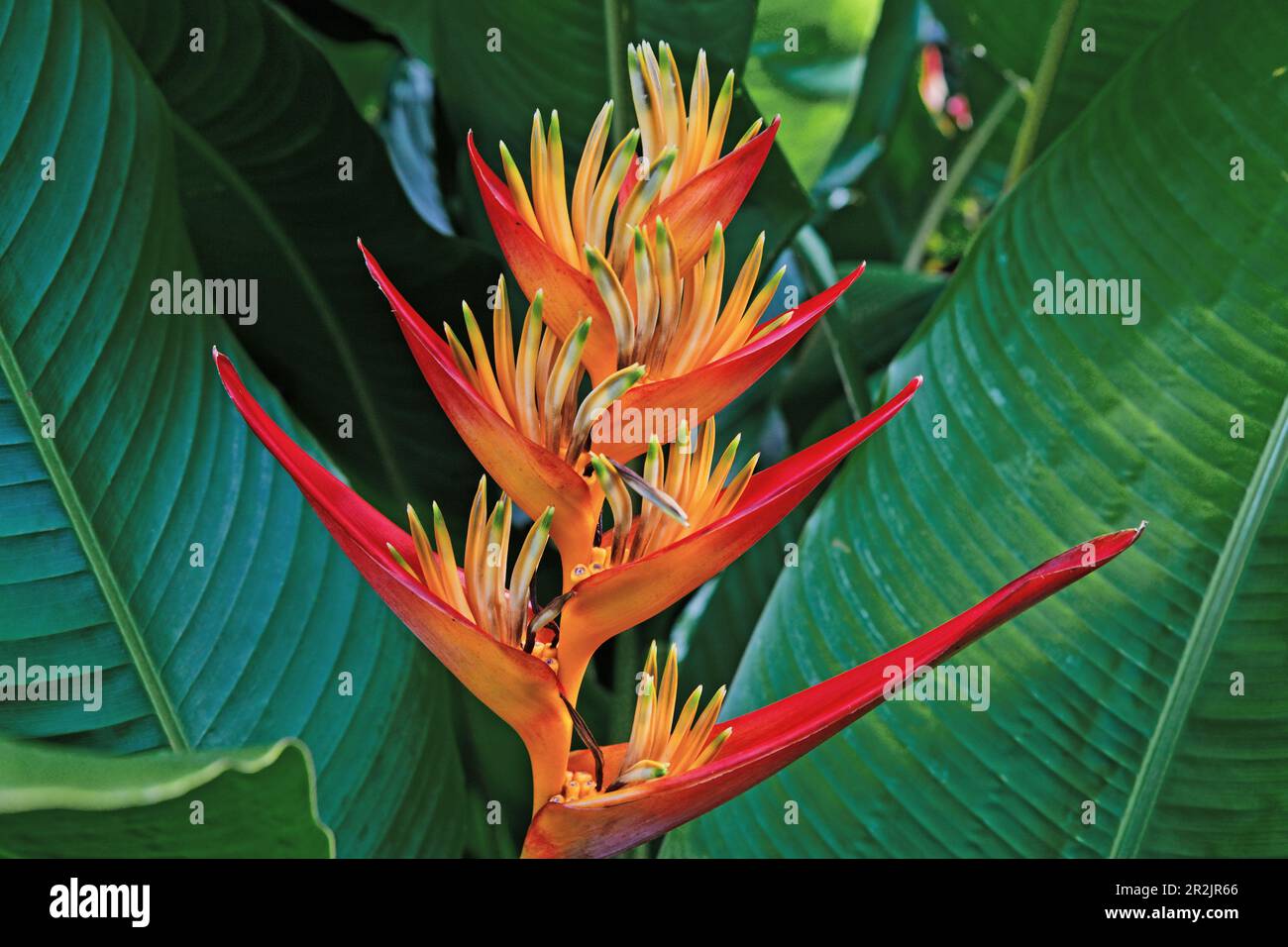 Blossom of a Heliconia, La Reunion, Indian Ocean Stock Photo - Alamy