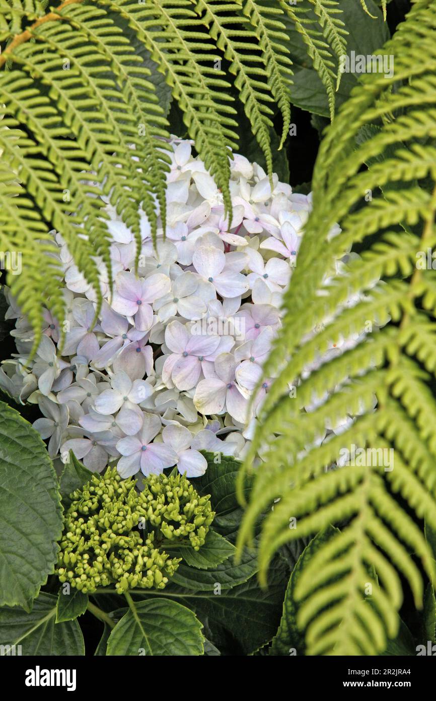 Hydrangea and fern, La Reunion, Indian Ocean Stock Photo - Alamy