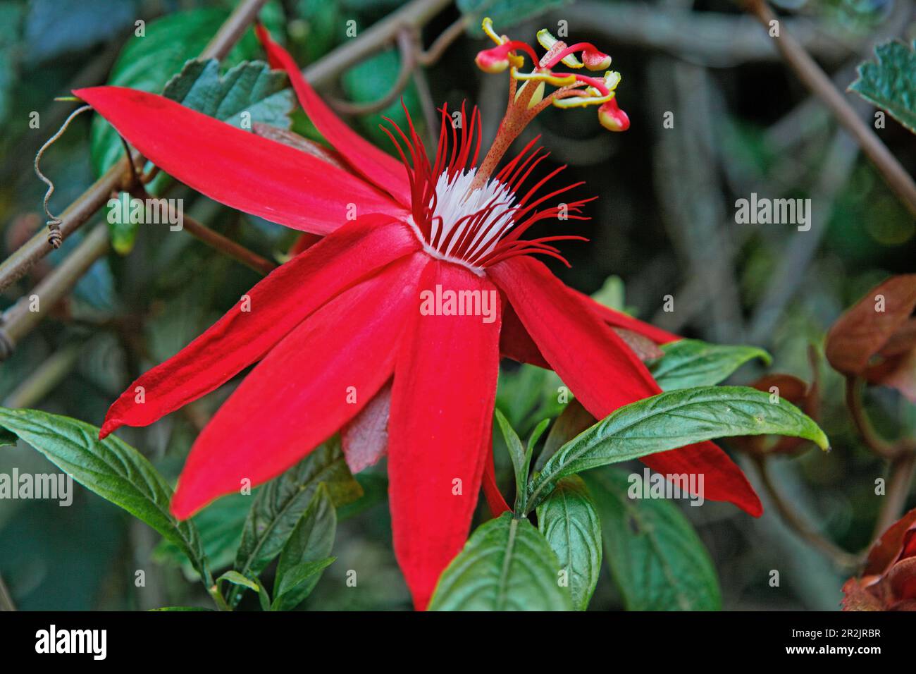 Blossom of a passion flower, La Reunion, Indian Ocean Stock Photo - Alamy