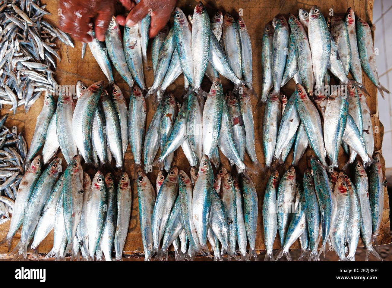 Fish monger with fishes at Darajani Market, Stonetown, Zanzibar City ...