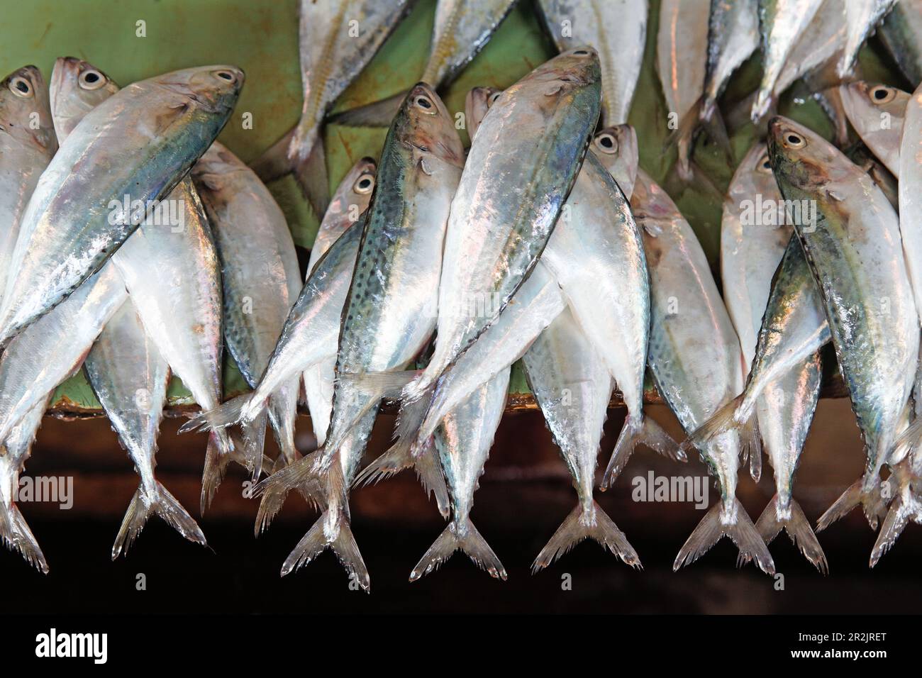 Fishes at fish monger at Darajani Market, Stonetown, Zanzibar City ...