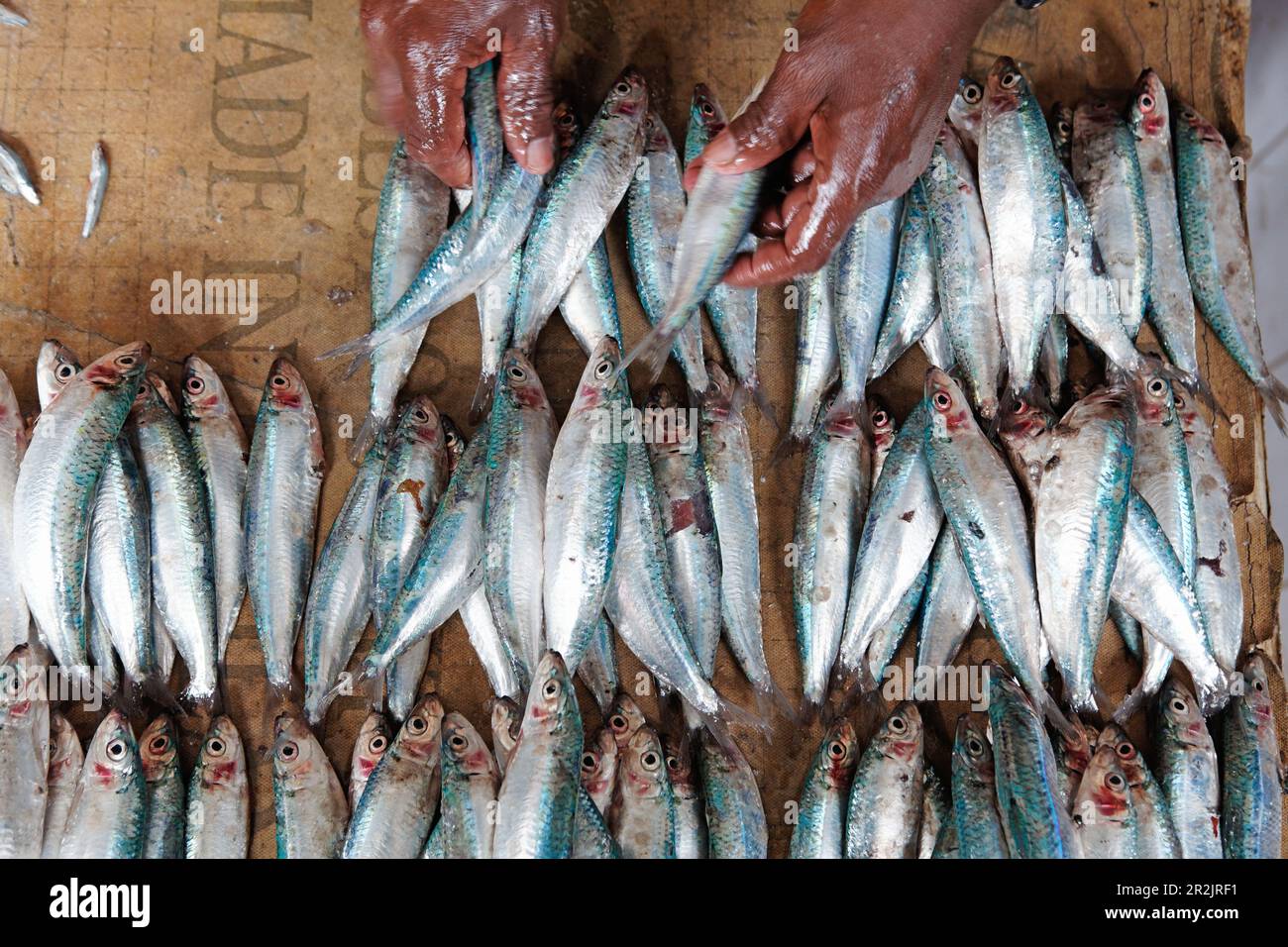 Fish monger with fishes at Darajani Market, Stonetown, Zanzibar City ...