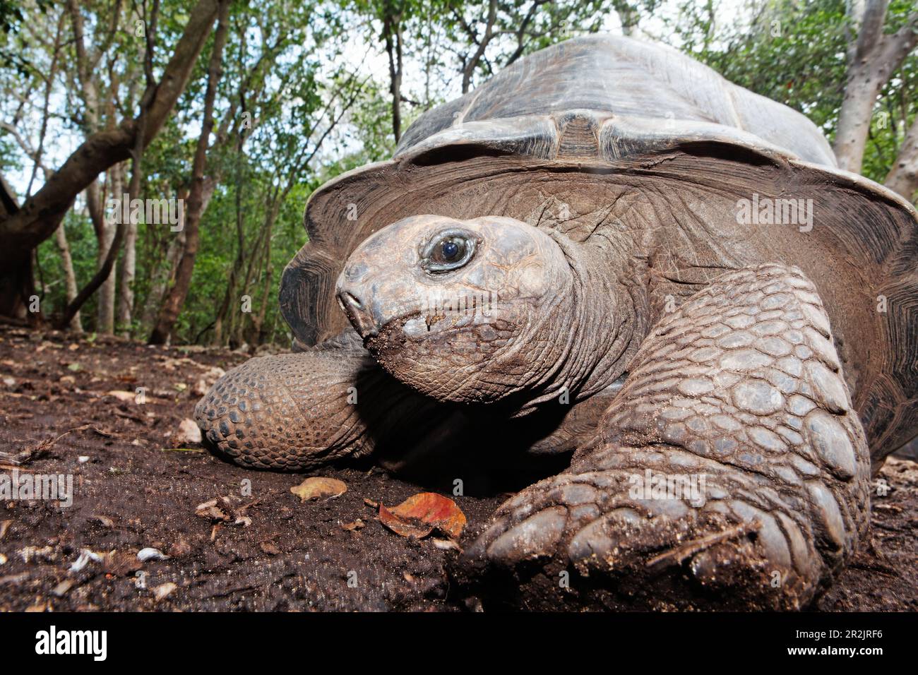 Giant turtle at giant turtle sanctuary, Changu Island, Prison Island ...