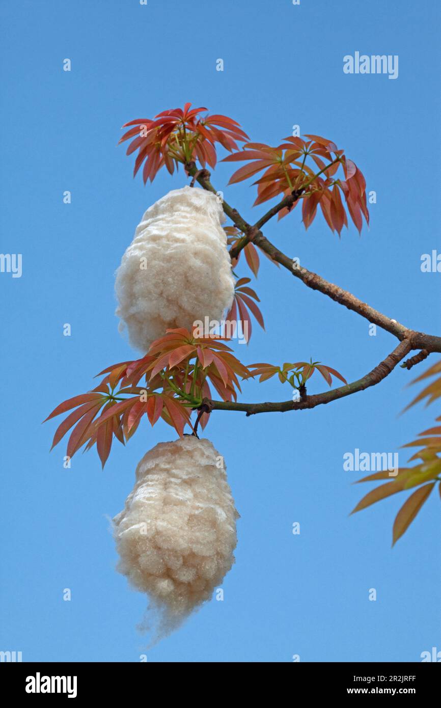 Branch of a Kapok tree with cottony fruit, Zanzibar, Tanzania, Africa ...