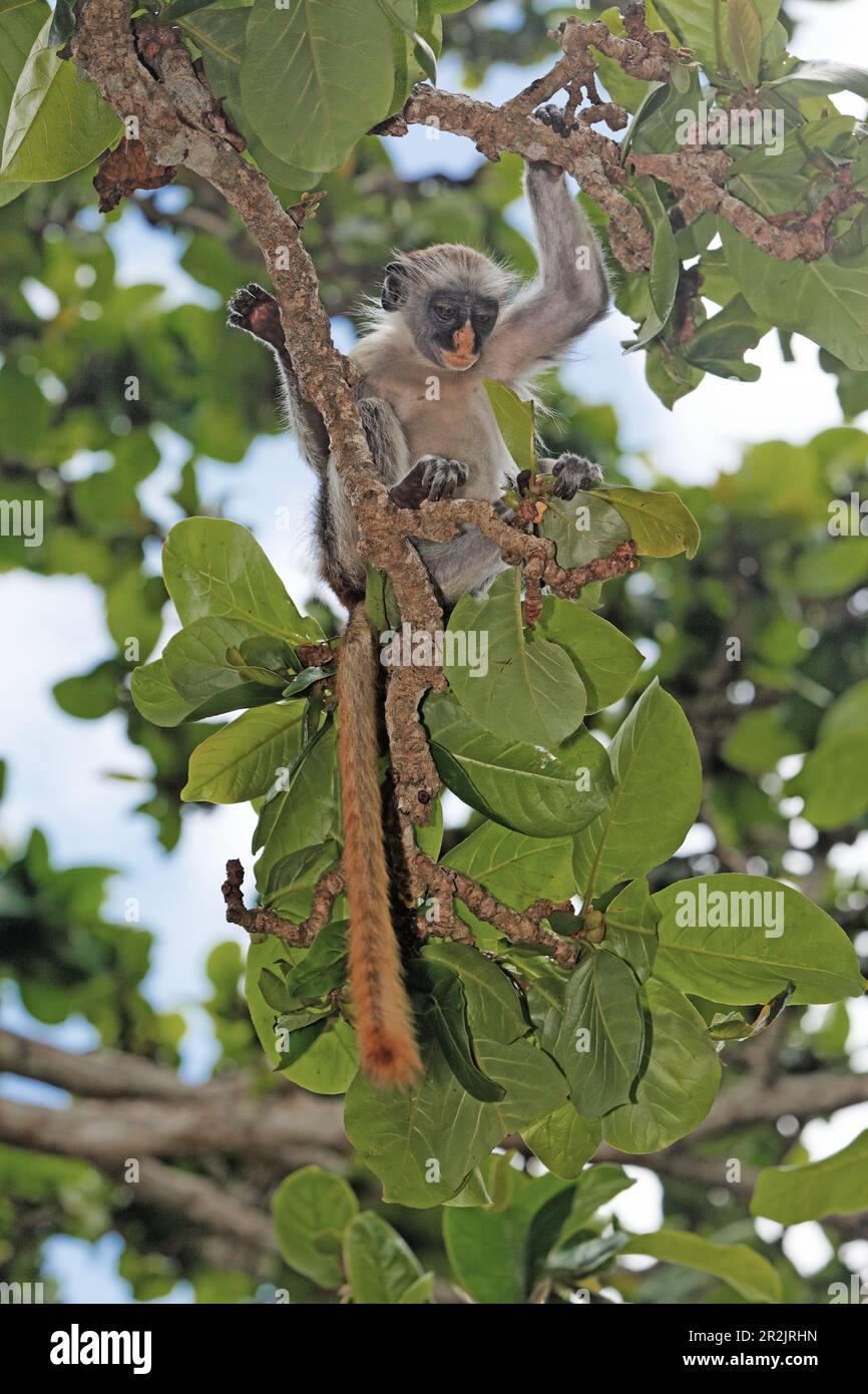 Zanzibar Red Colobus on a tree at Jozani Forest, Zanzibar, Tanzania ...