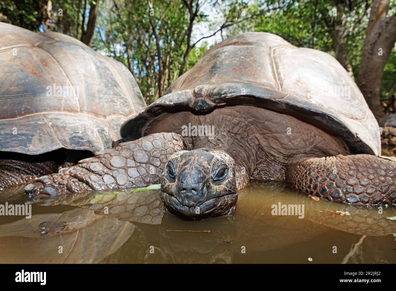 Giant turtles at giant turtle sanctuary, Changu Island, Prison Island ...