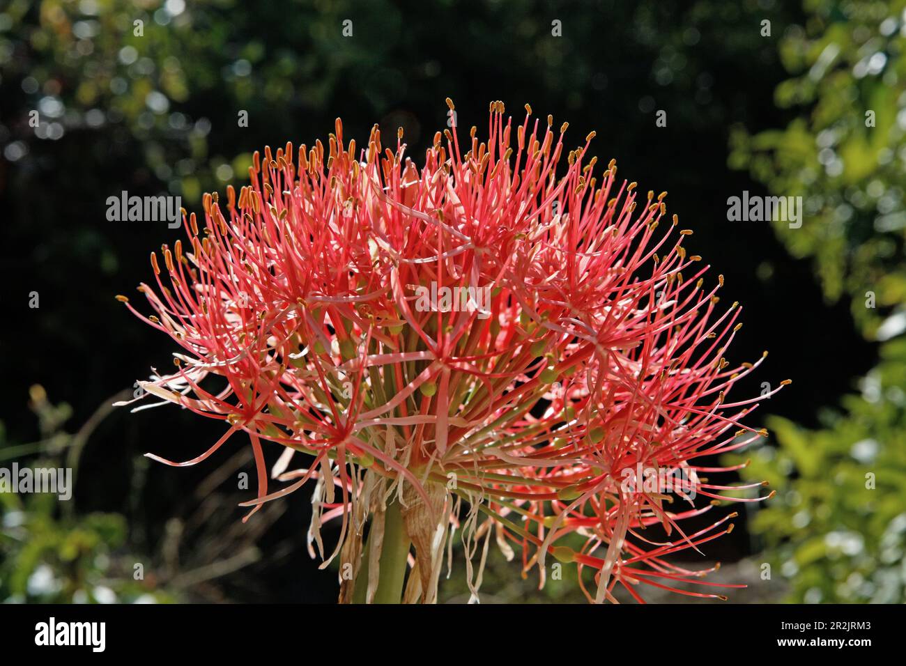 Red blossom in the sunlight, Fireball Haemanthus, Chumbe Island ...