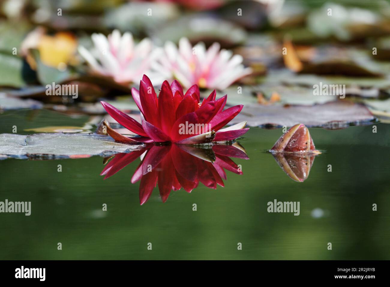 Reflection of a water lily in the pond of Claude Monet's garden ...