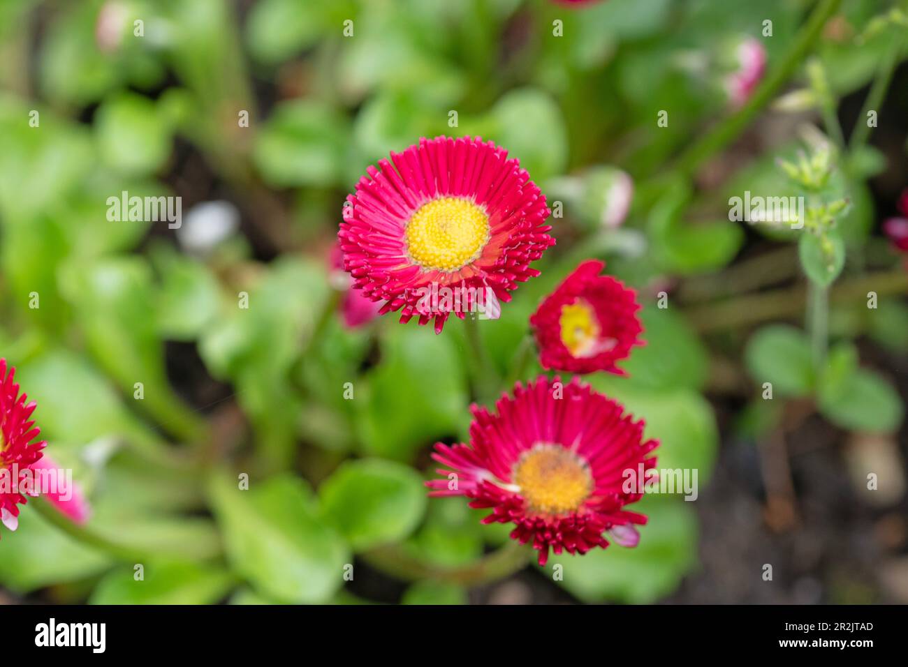 Common daisy flower, red, in full bloom. Bellis perennis Stock Photo ...